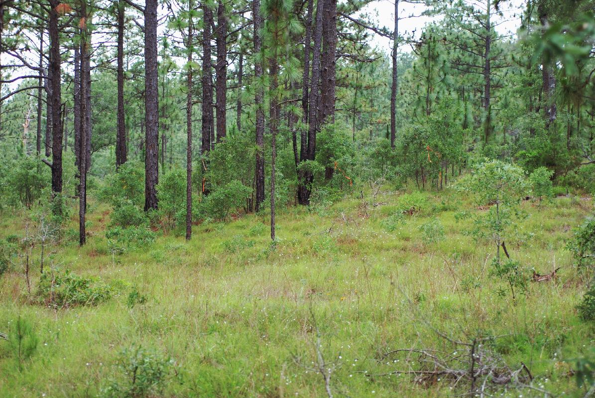 02_Dry_Arenic-Longleaf_Pine_Uplands Image Gallery