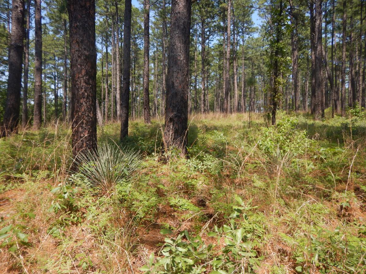 02_Dry_Arenic-Longleaf_Pine_Uplands Image Gallery