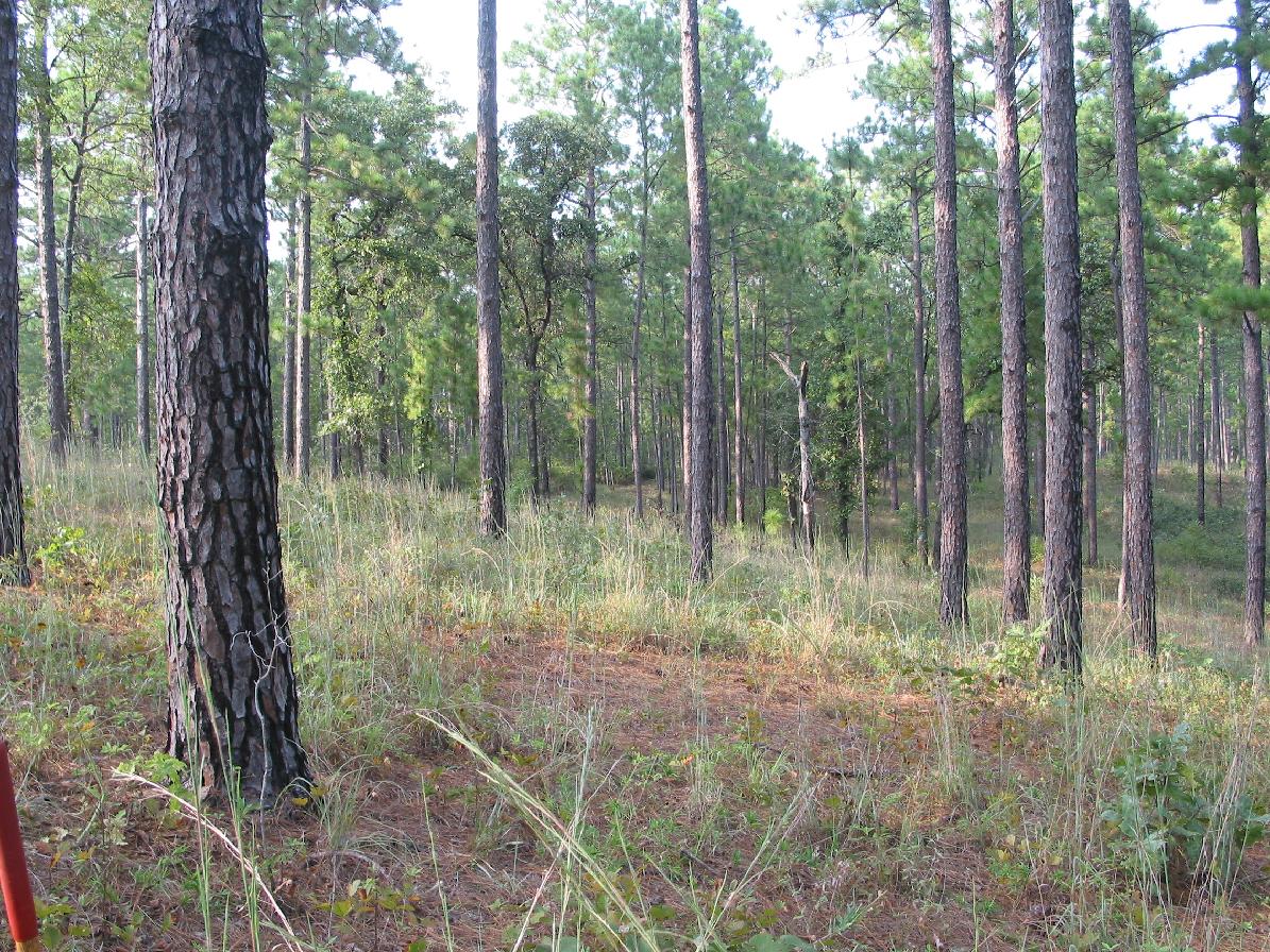 02_Dry_Arenic-Longleaf_Pine_Uplands Image Gallery