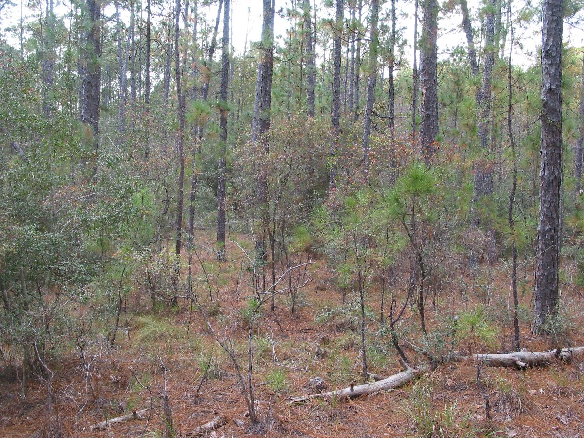 02_Dry_Arenic-Longleaf_Pine_Uplands Image Gallery