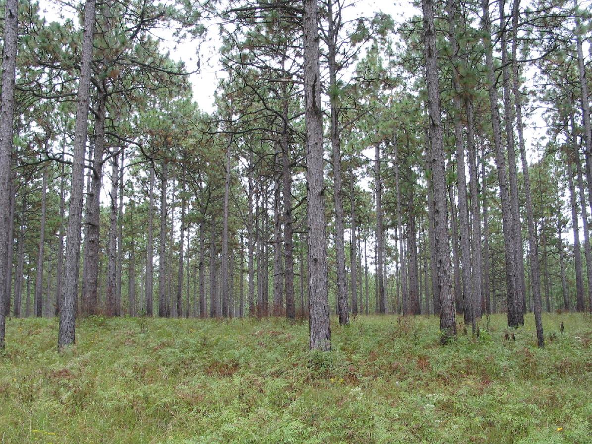 02_Dry_Arenic-Longleaf_Pine_Uplands Image Gallery