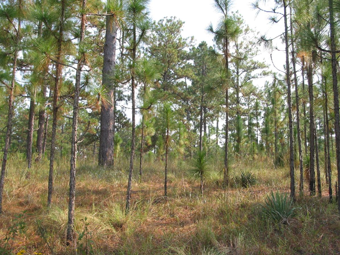 02_Dry_Arenic-Longleaf_Pine_Uplands Image Gallery