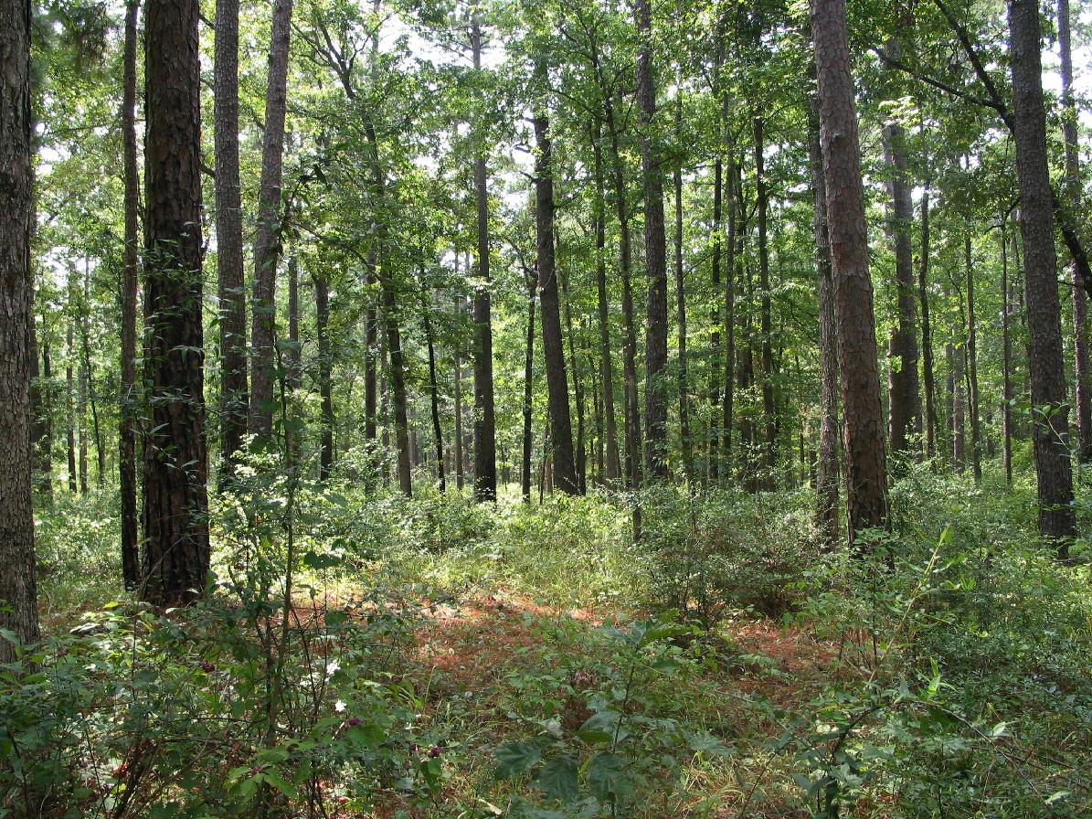 07_Dry-Mesic_Loamy_Mixed_Closed_Upland_Forest Image Gallery