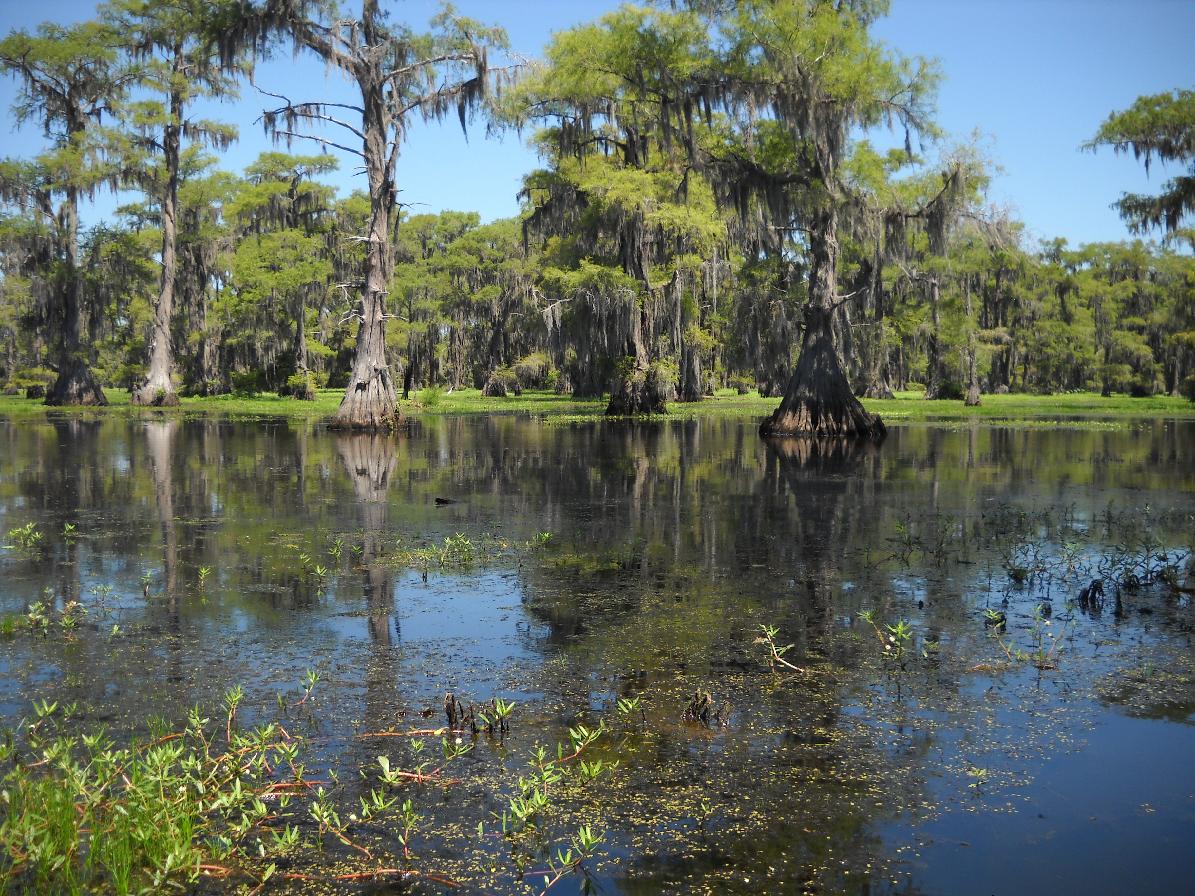 18_SemiPermanently-Flooded_Deep_Water_Swamps Image Gallery