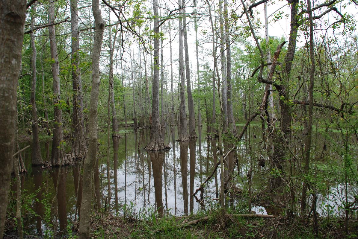 18_SemiPermanently-Flooded_Deep_Water_Swamps Image Gallery