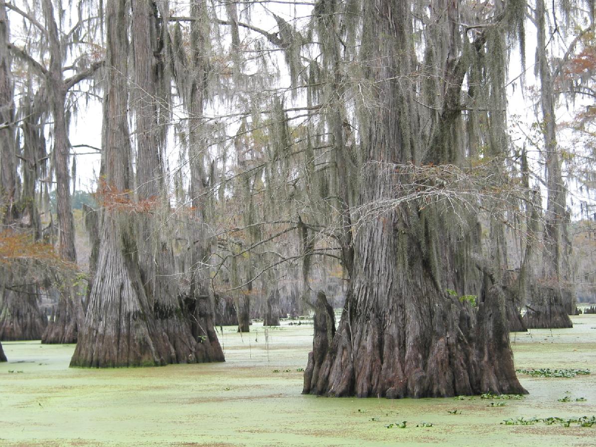 18_SemiPermanently-Flooded_Deep_Water_Swamps Image Gallery