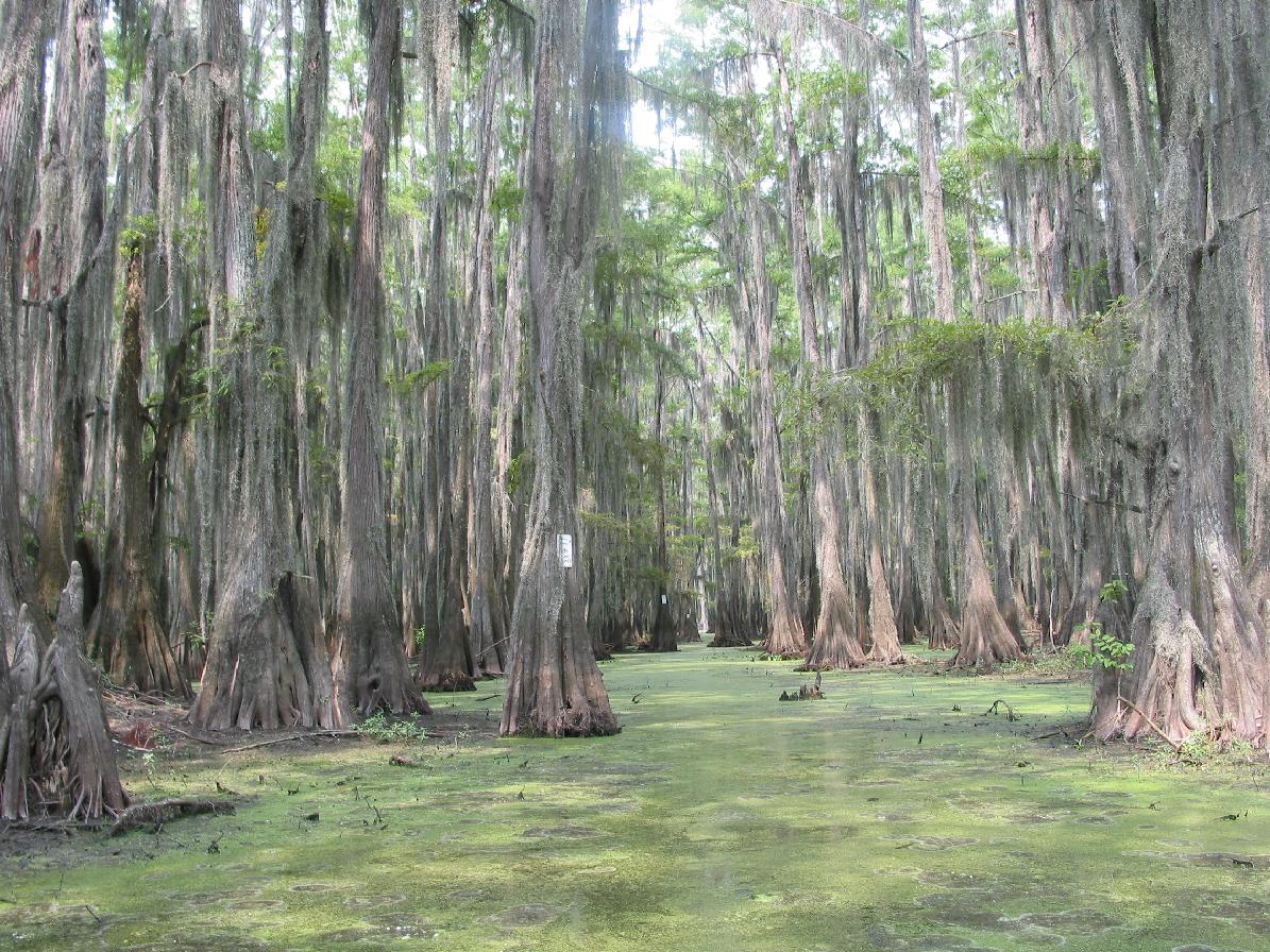 18_SemiPermanently-Flooded_Deep_Water_Swamps Image Gallery