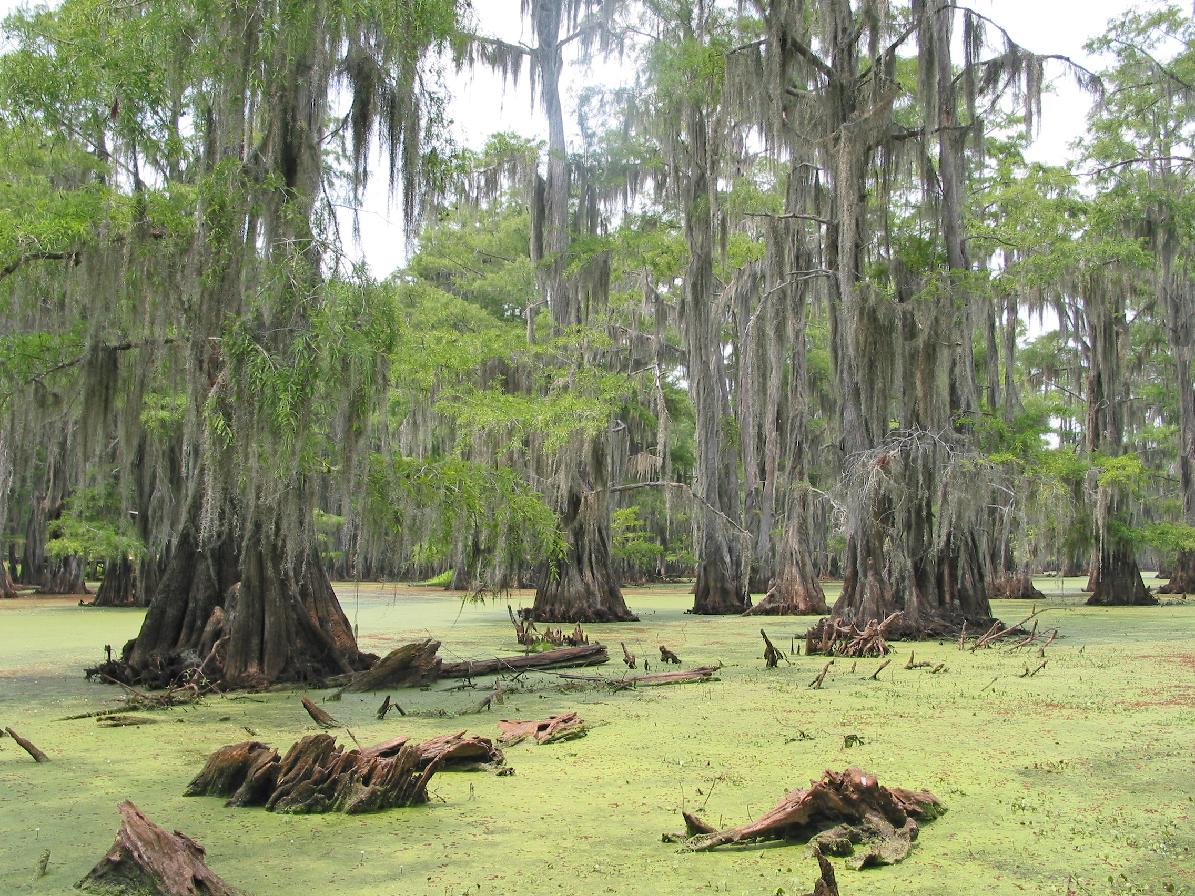 18_SemiPermanently-Flooded_Deep_Water_Swamps Image Gallery