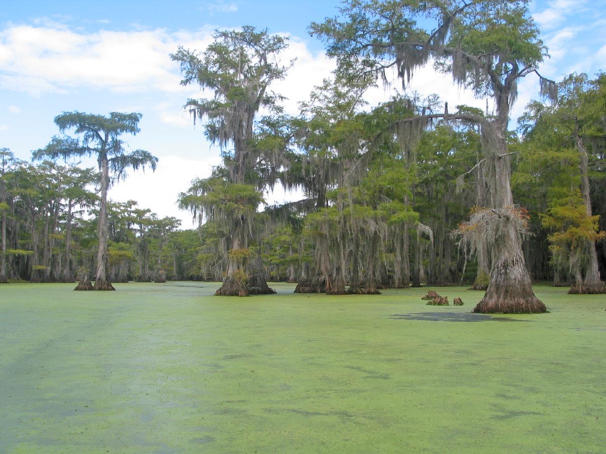 18_SemiPermanently-Flooded_Deep_Water_Swamps Image Gallery