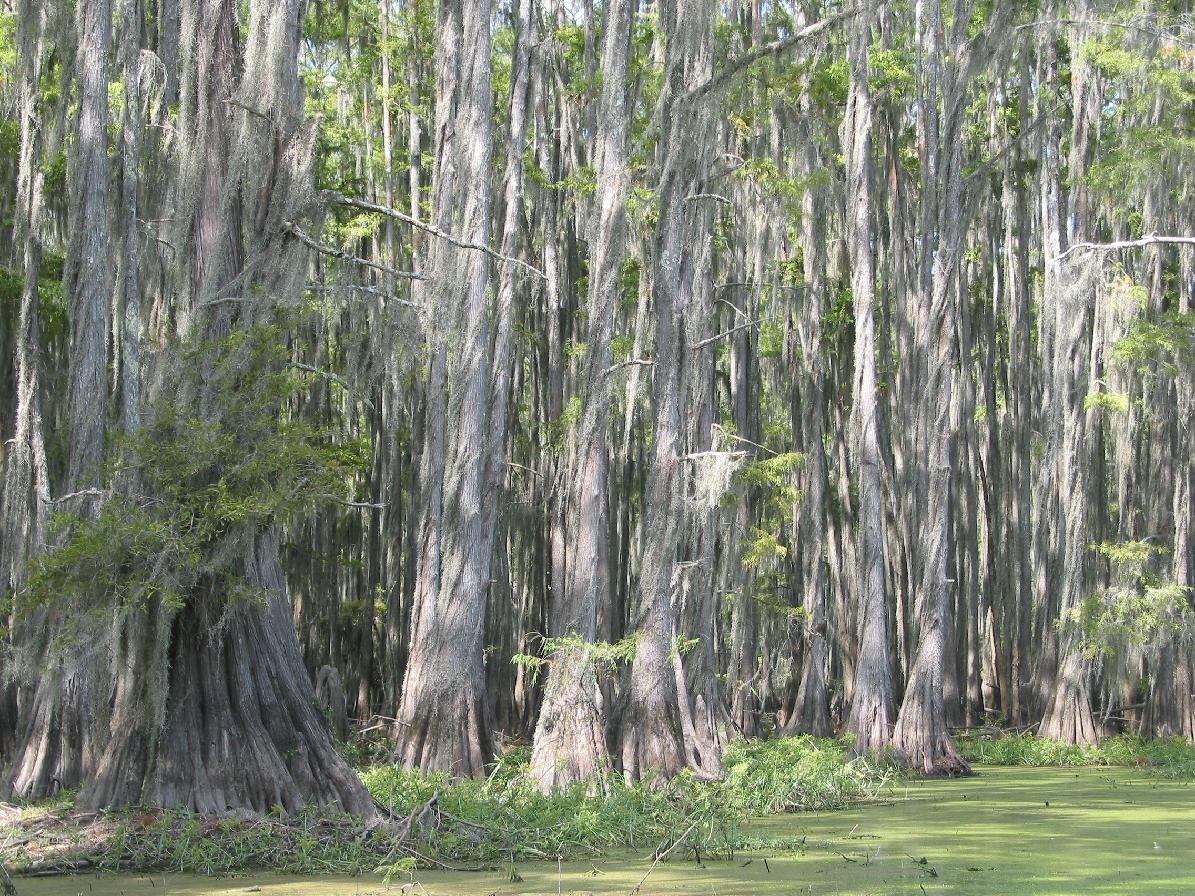 18_SemiPermanently-Flooded_Deep_Water_Swamps Image Gallery