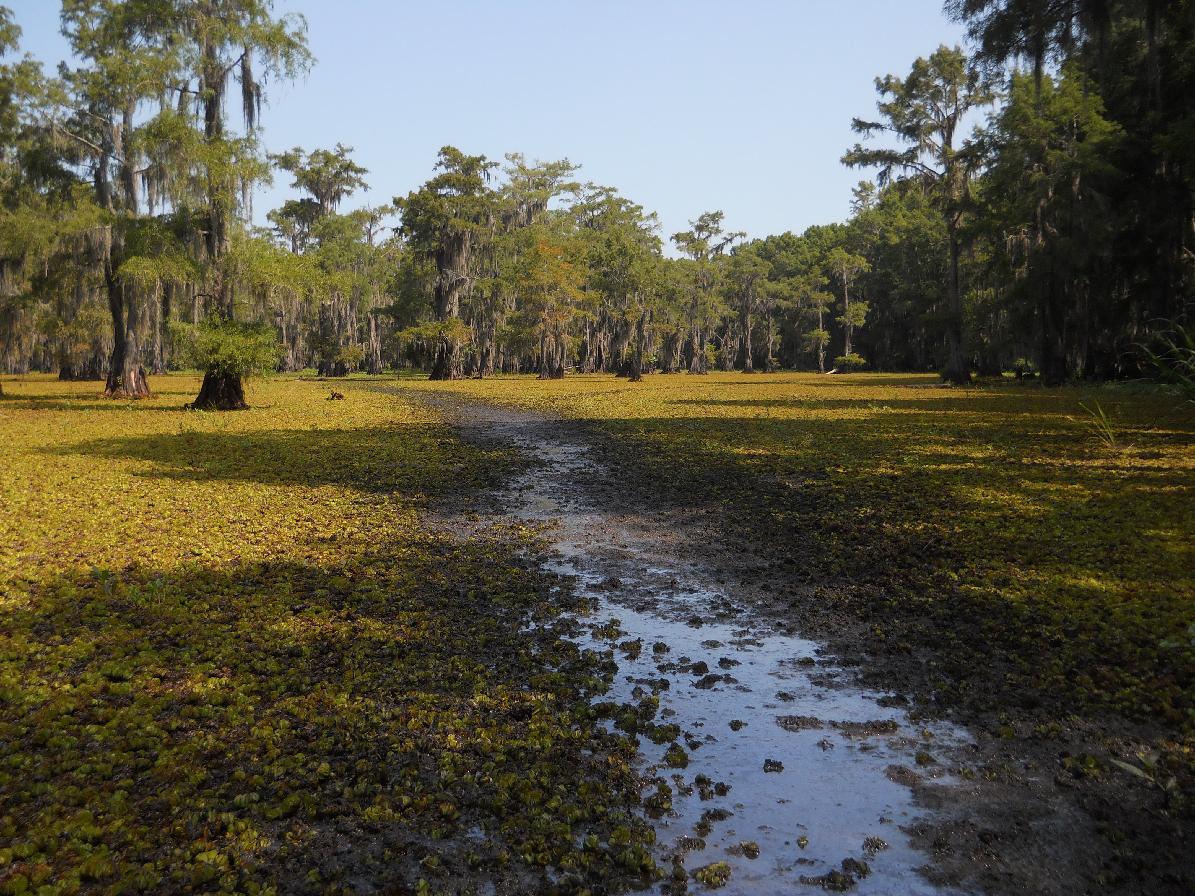 18_SemiPermanently-Flooded_Deep_Water_Swamps Image Gallery