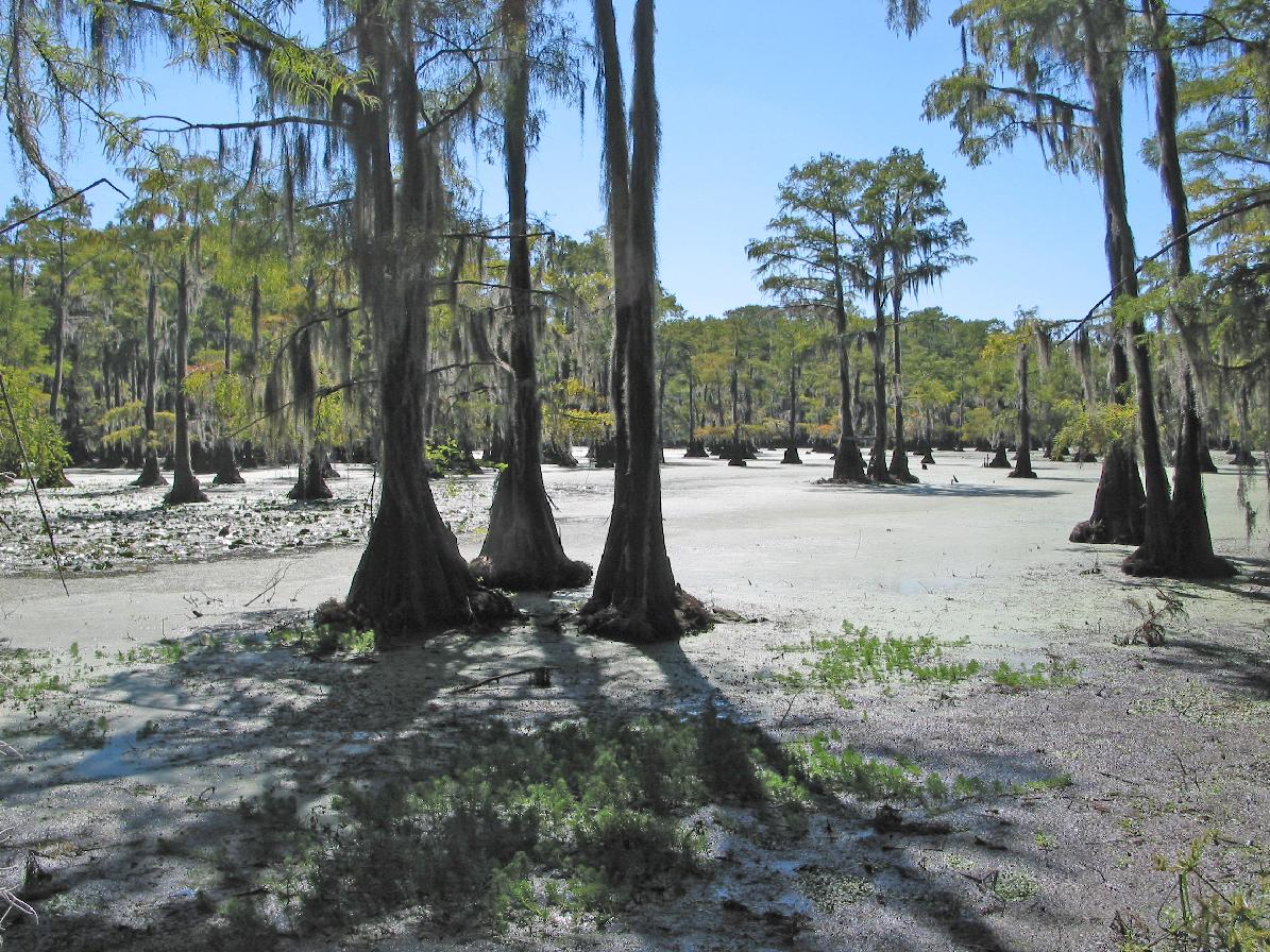 18_SemiPermanently-Flooded_Deep_Water_Swamps Image Gallery