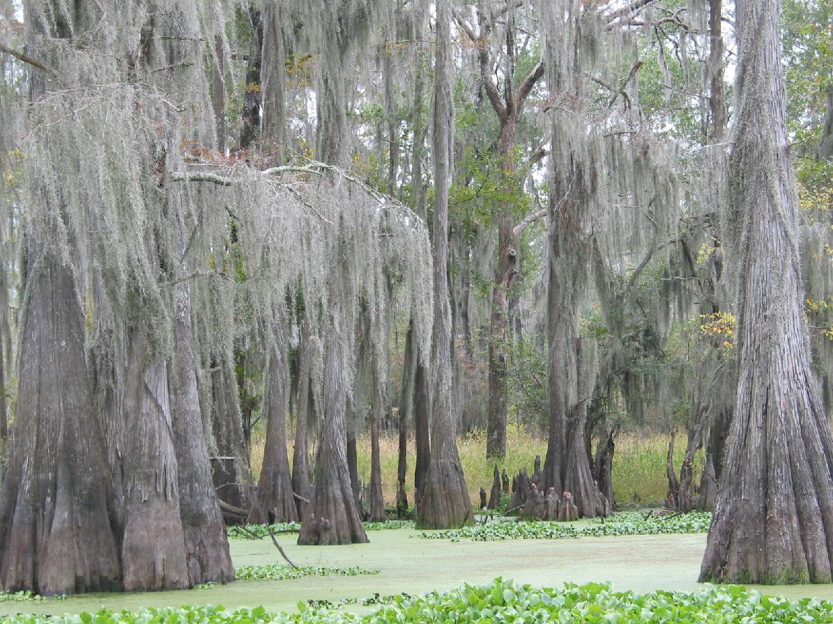 18_SemiPermanently-Flooded_Deep_Water_Swamps Image Gallery