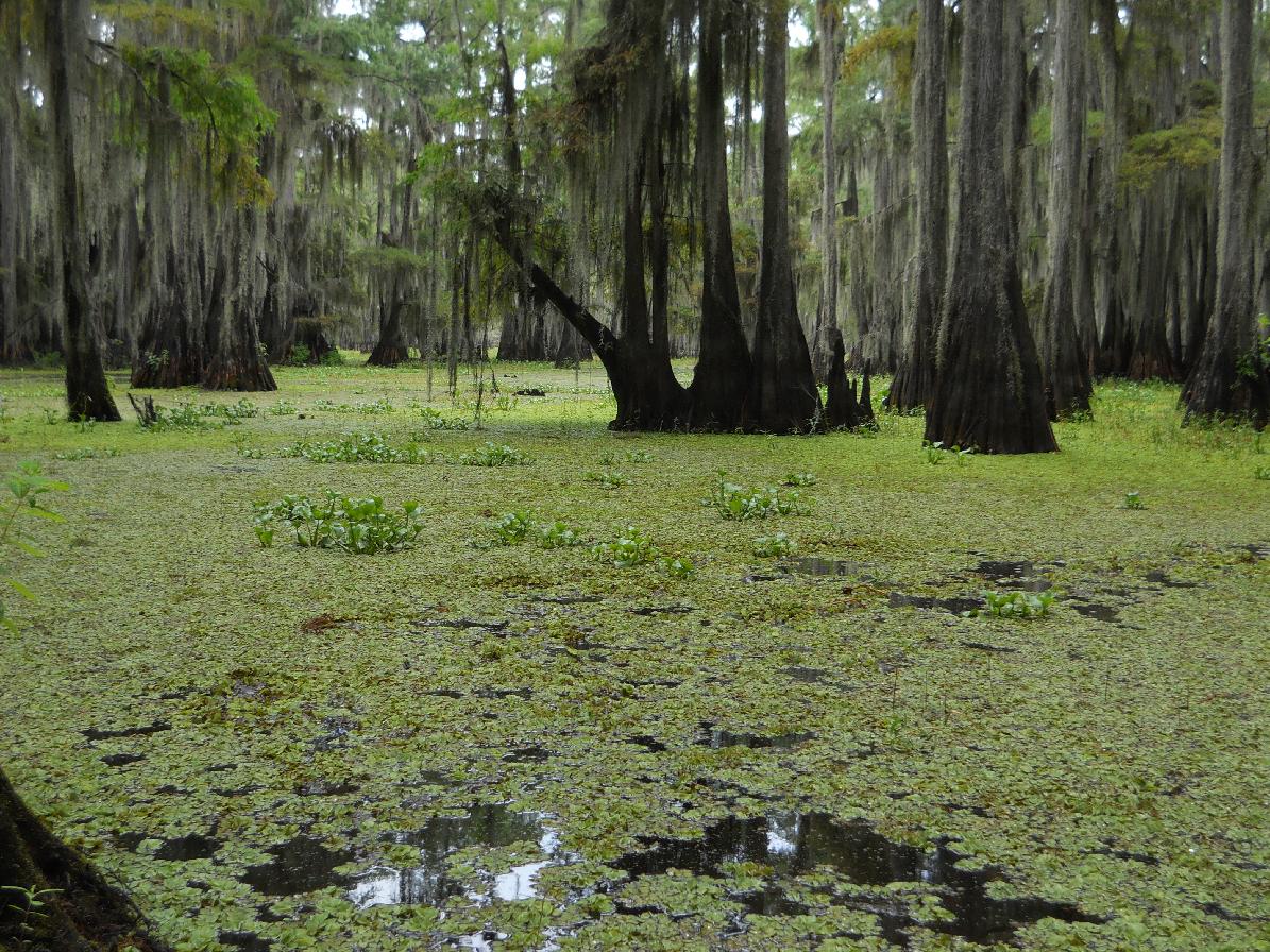 18_SemiPermanently-Flooded_Deep_Water_Swamps Image Gallery