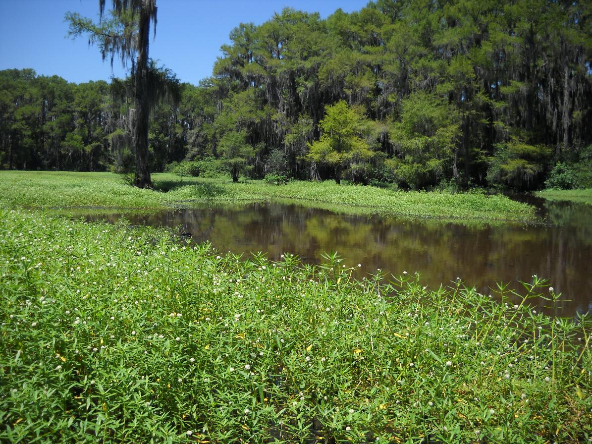 18_SemiPermanently-Flooded_Deep_Water_Swamps Image Gallery