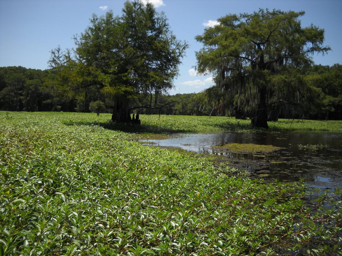 18_SemiPermanently-Flooded_Deep_Water_Swamps Image Gallery