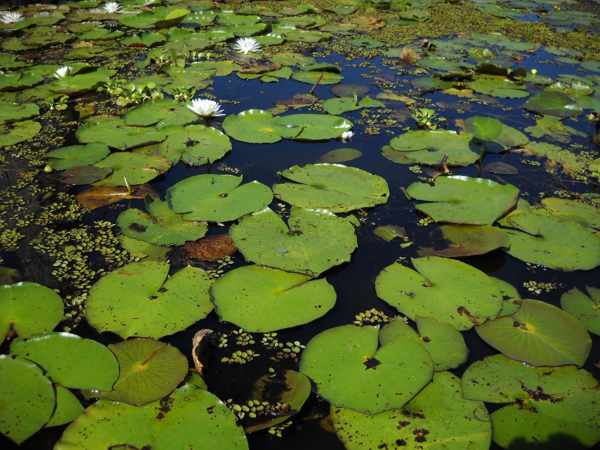 18_SemiPermanently-Flooded_Deep_Water_Swamps Image Gallery