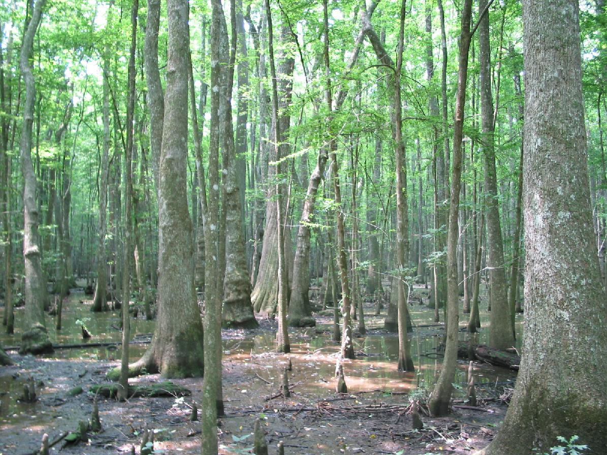 18_SemiPermanently-Flooded_Deep_Water_Swamps Image Gallery