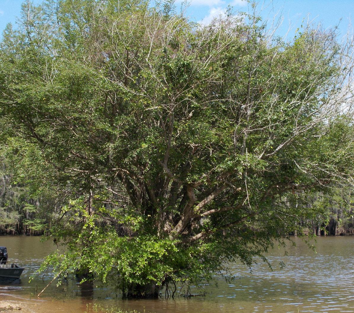 18_SemiPermanently-Flooded_Deep_Water_Swamps Image Gallery