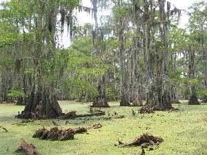 18_SemiPermanently-Flooded_Deep_Water_Swamps Image Gallery
