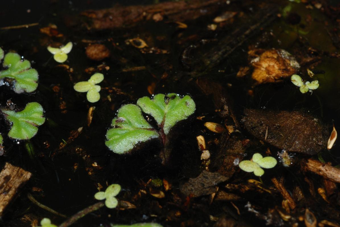 Ricciaceae Image Gallery