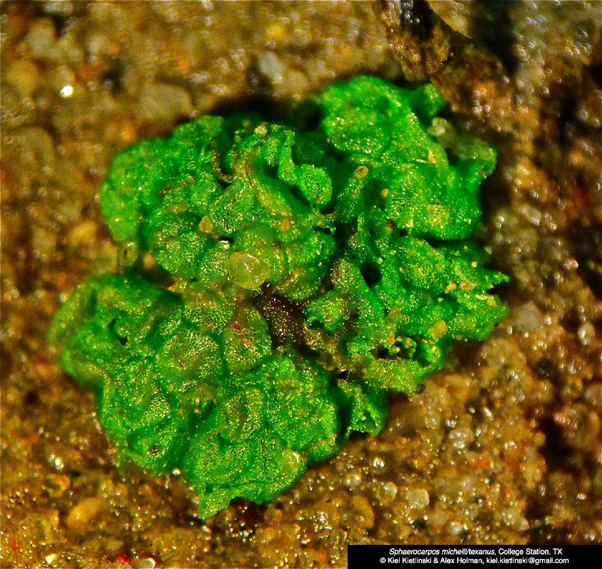 Sphaerocarpaceae Image Gallery