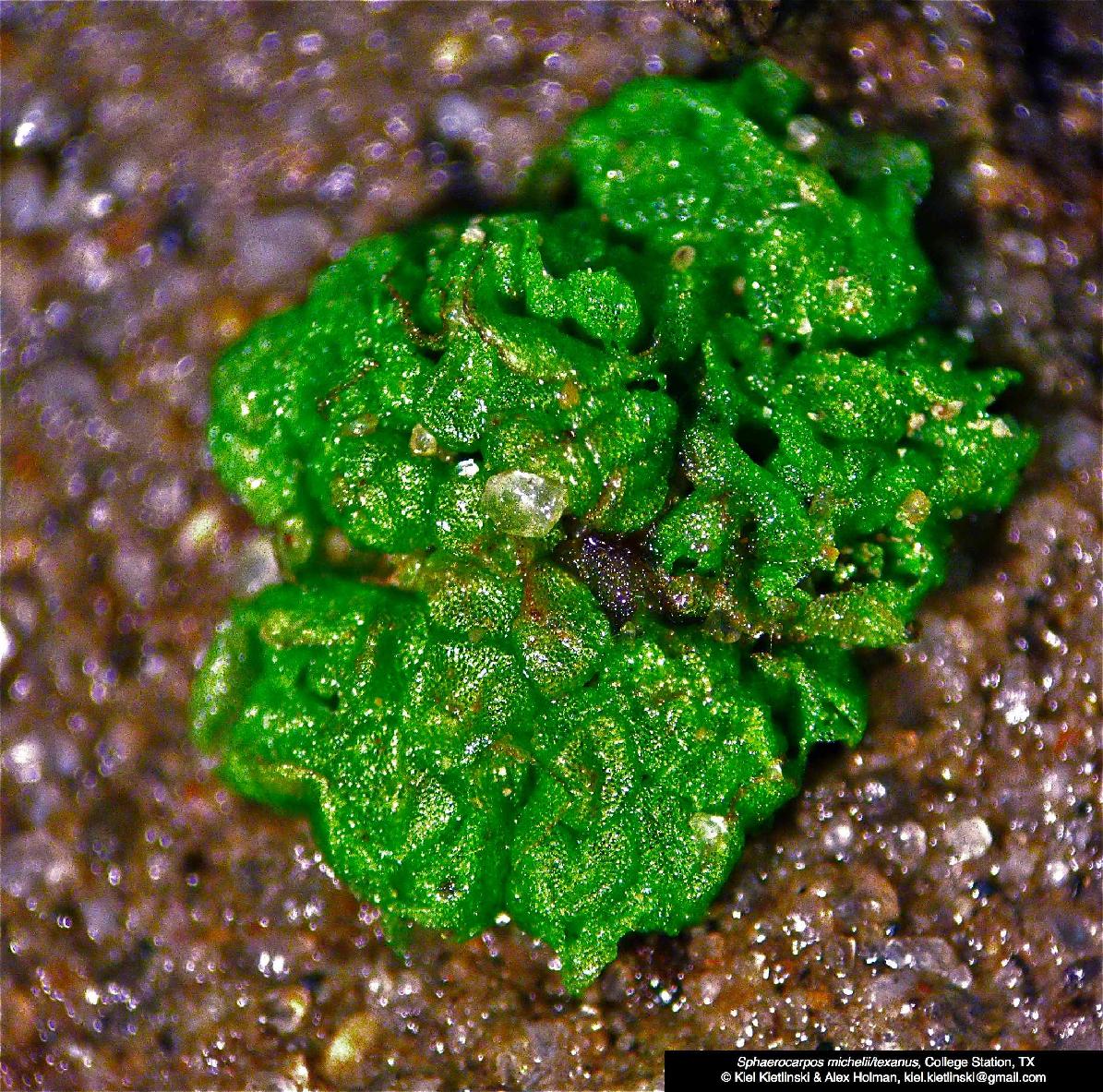 Sphaerocarpaceae Image Gallery