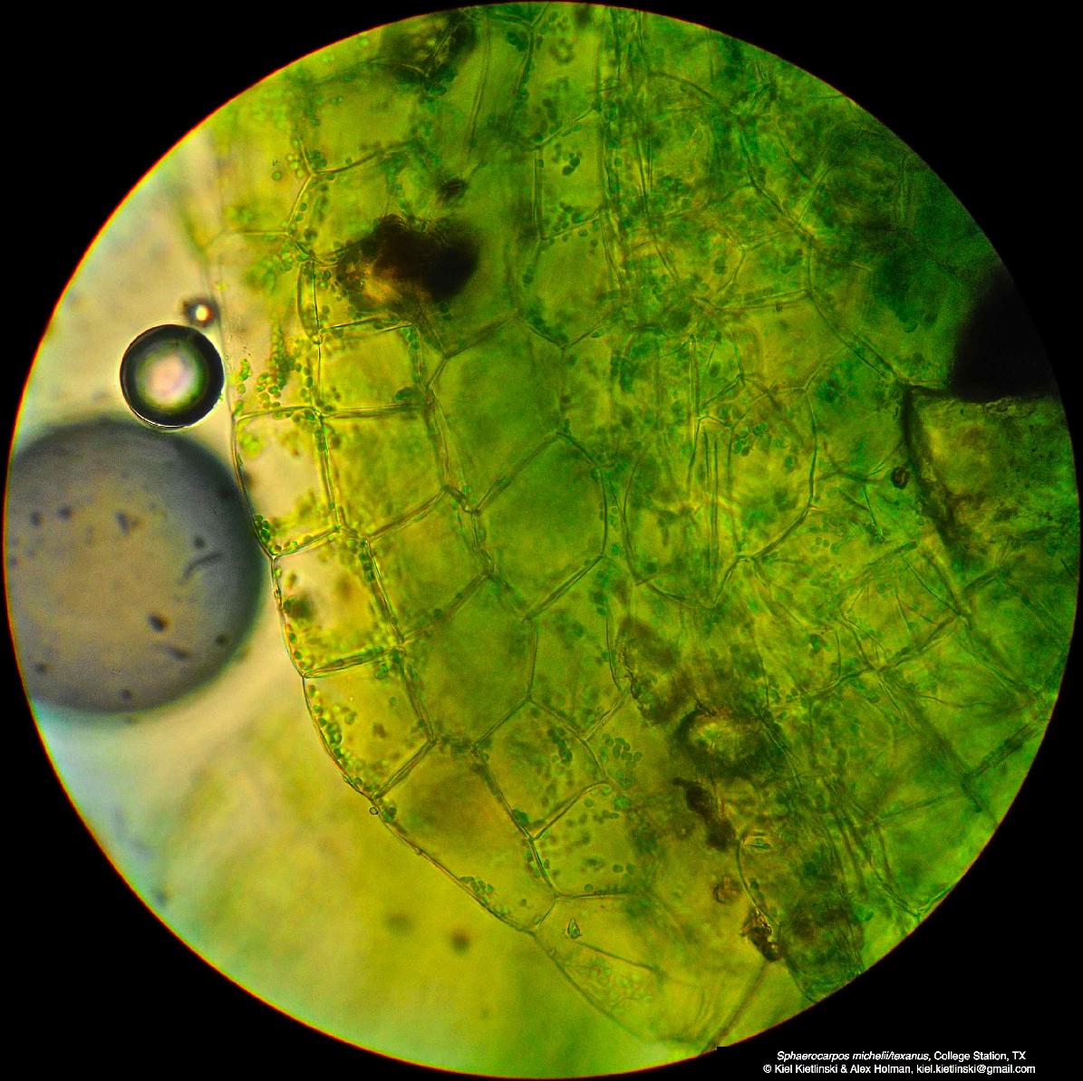 Sphaerocarpaceae Image Gallery