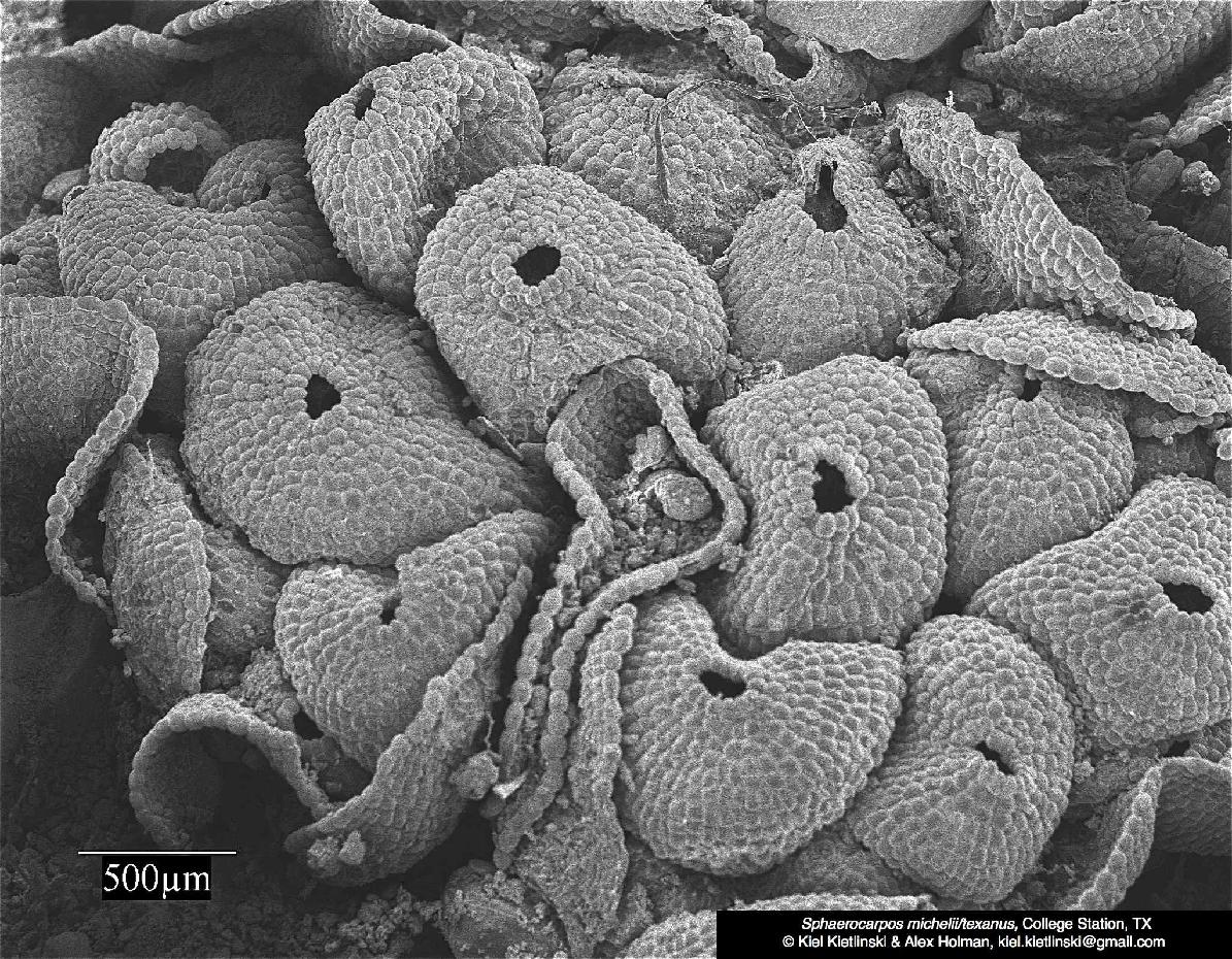 Sphaerocarpaceae Image Gallery