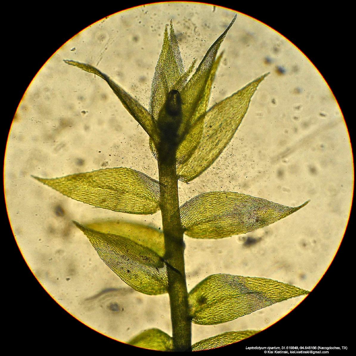 Amblystegiaceae Image Gallery