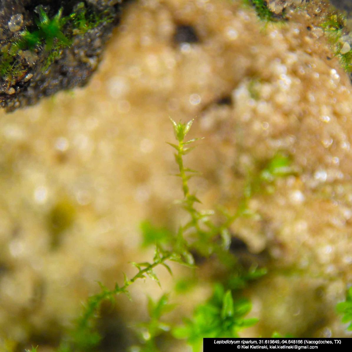 Amblystegiaceae Image Gallery