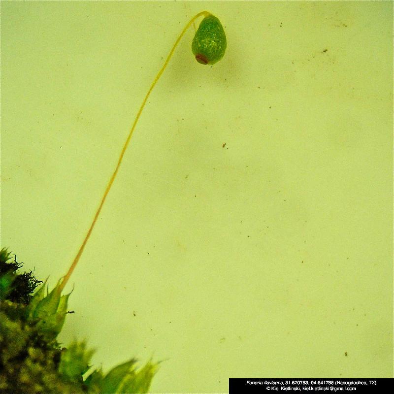 Funariaceae Image Gallery