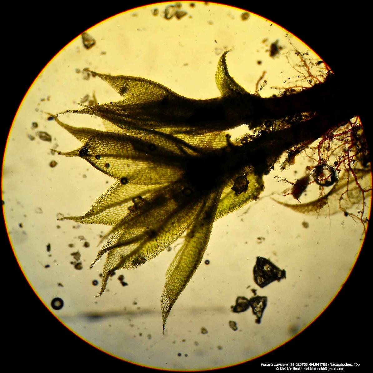 Funariaceae Image Gallery