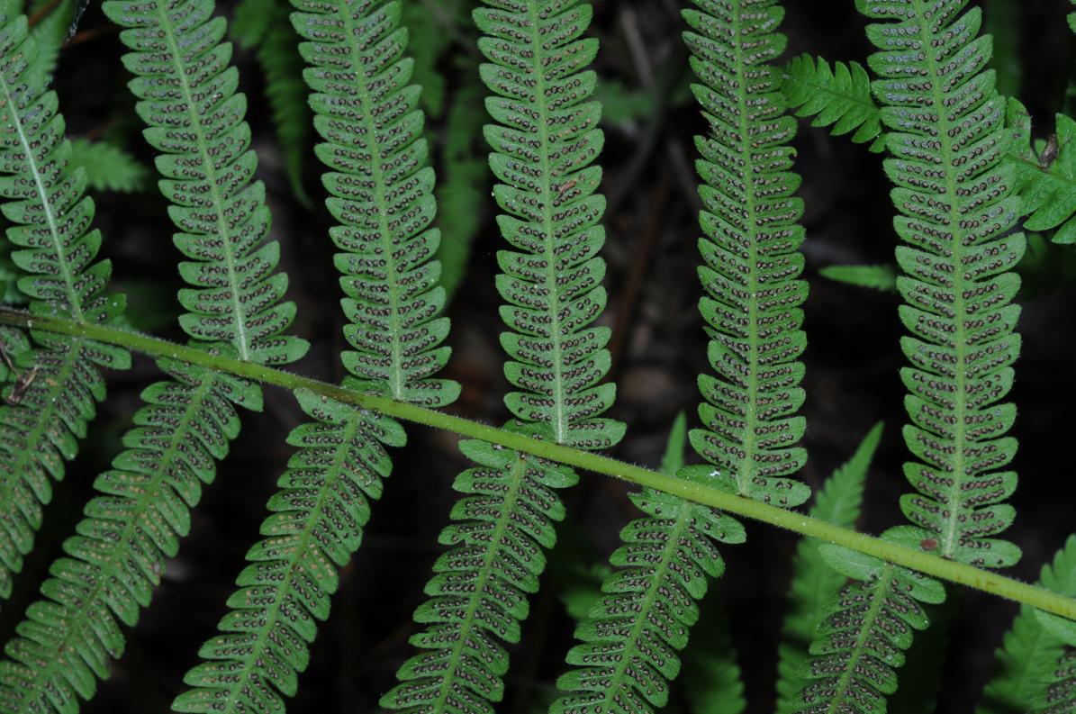 Thelypteridaceae Image Gallery