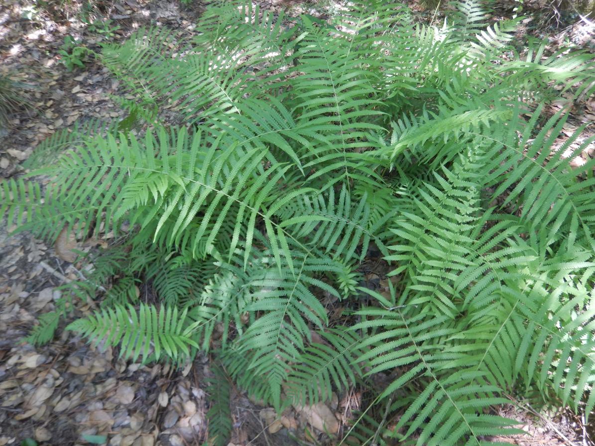 Thelypteridaceae Image Gallery