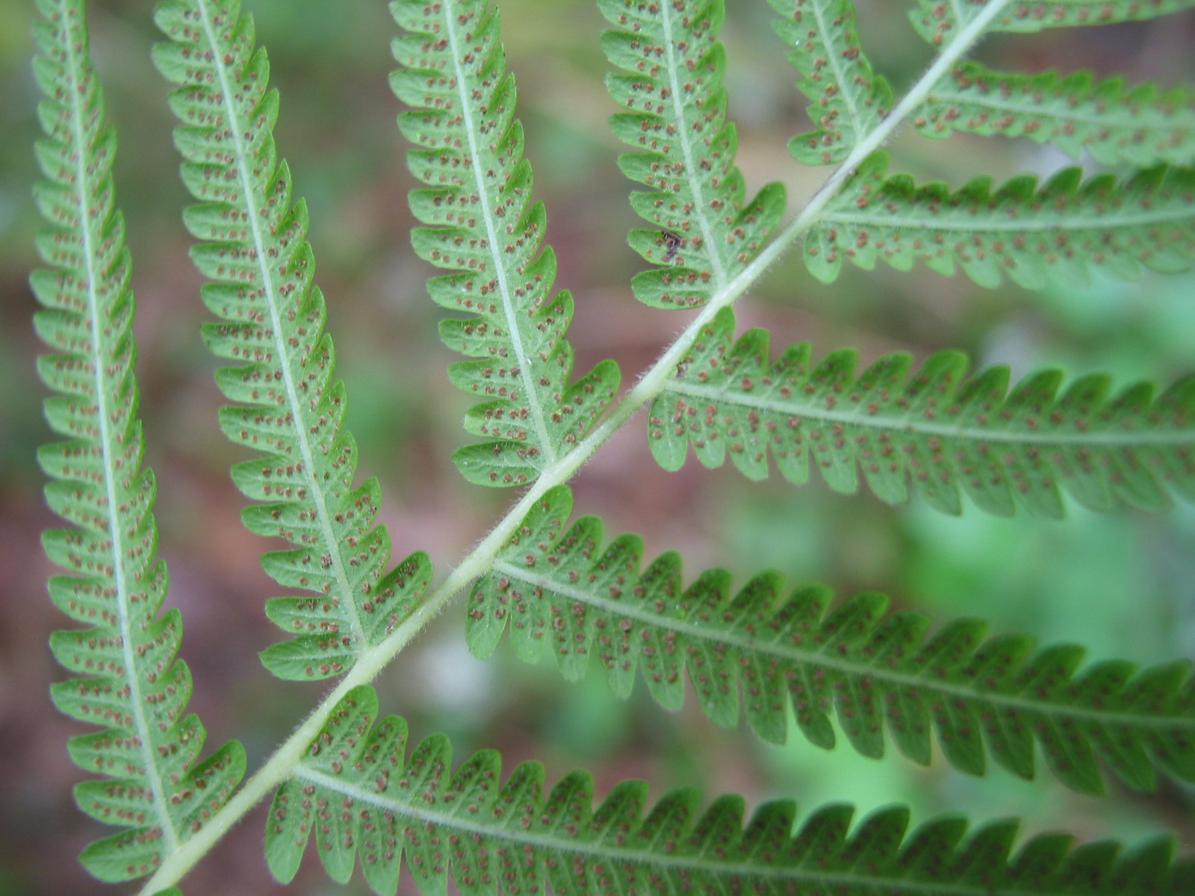 Thelypteridaceae Image Gallery