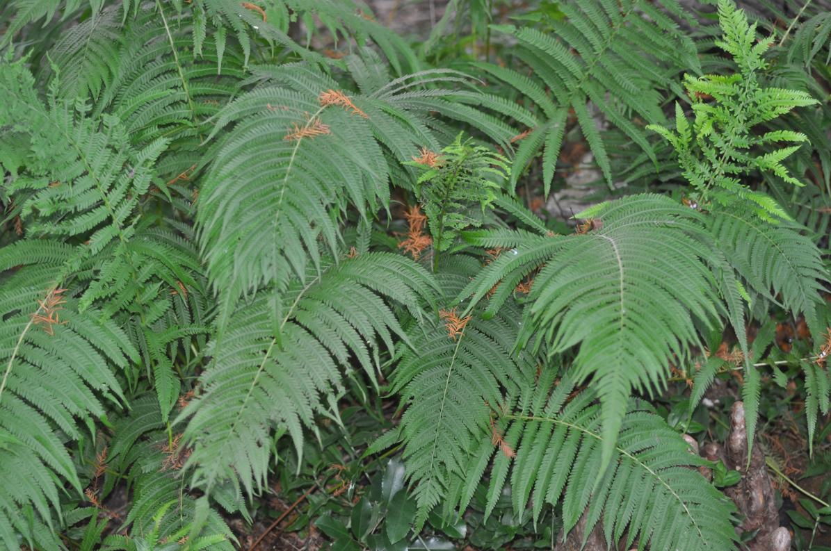 Thelypteridaceae Image Gallery