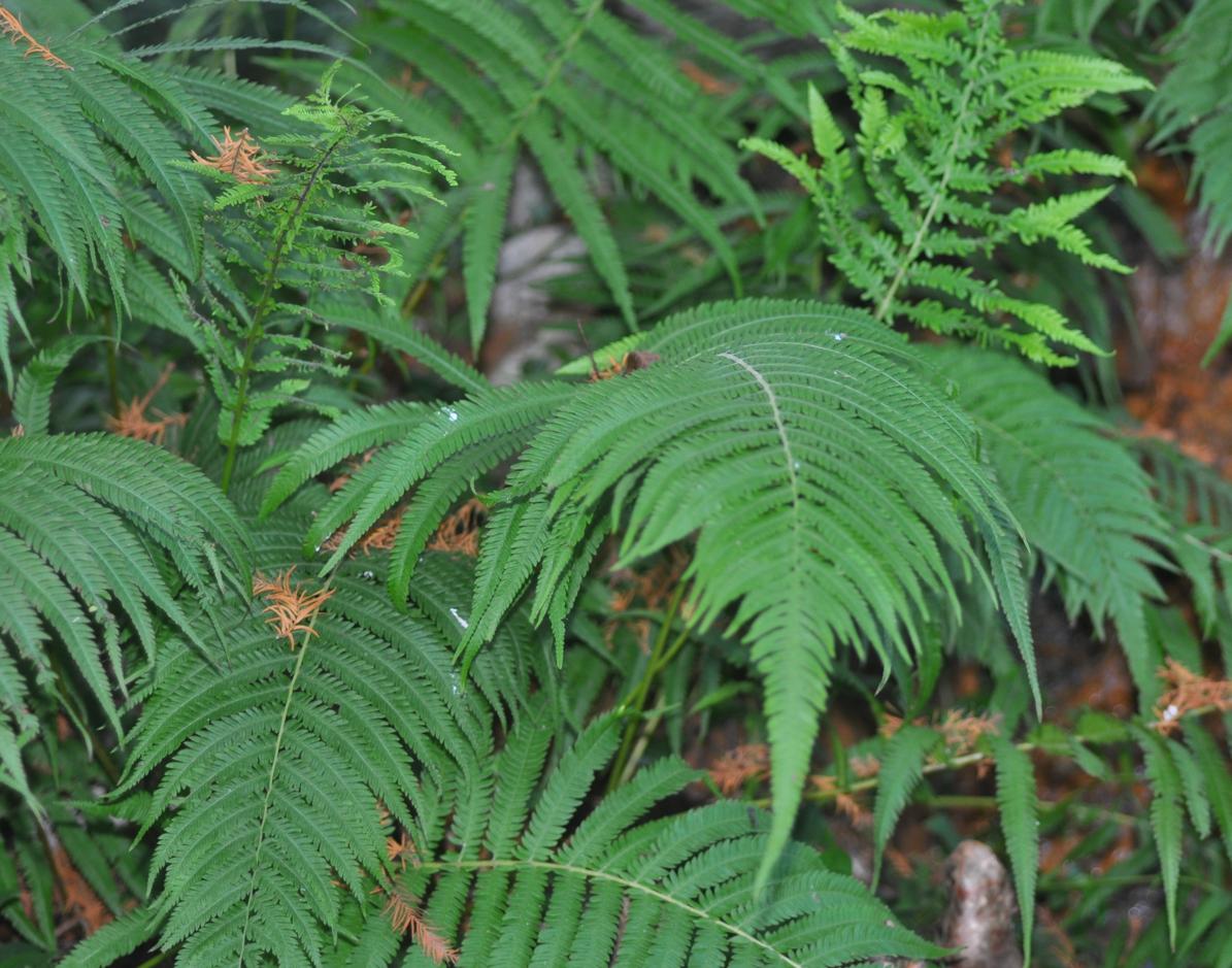 Thelypteridaceae Image Gallery