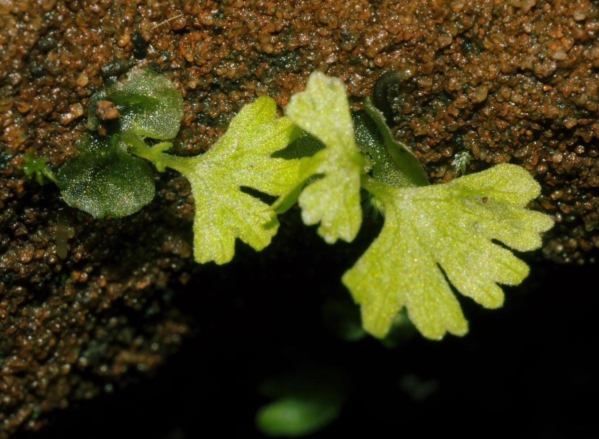 Thelypteridaceae Image Gallery