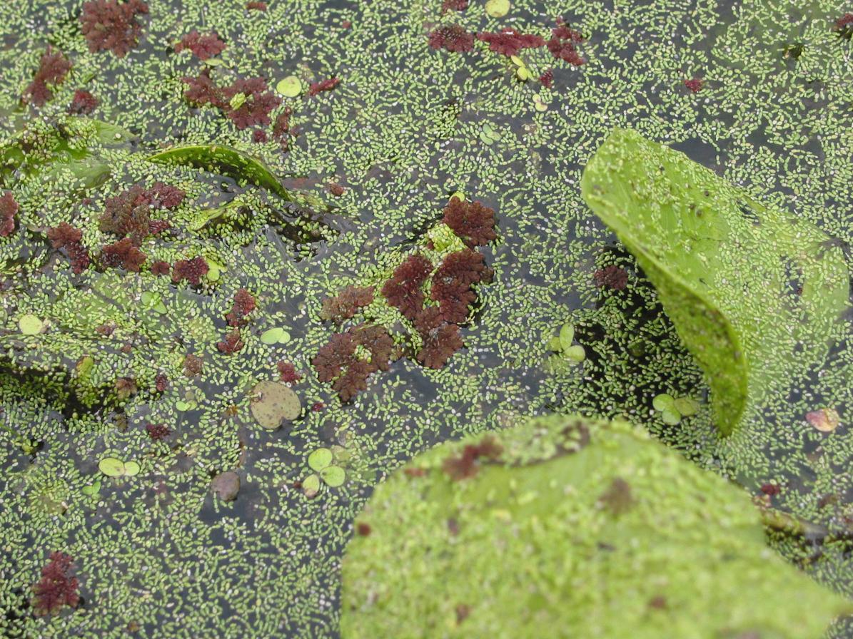 Araceae Image Gallery