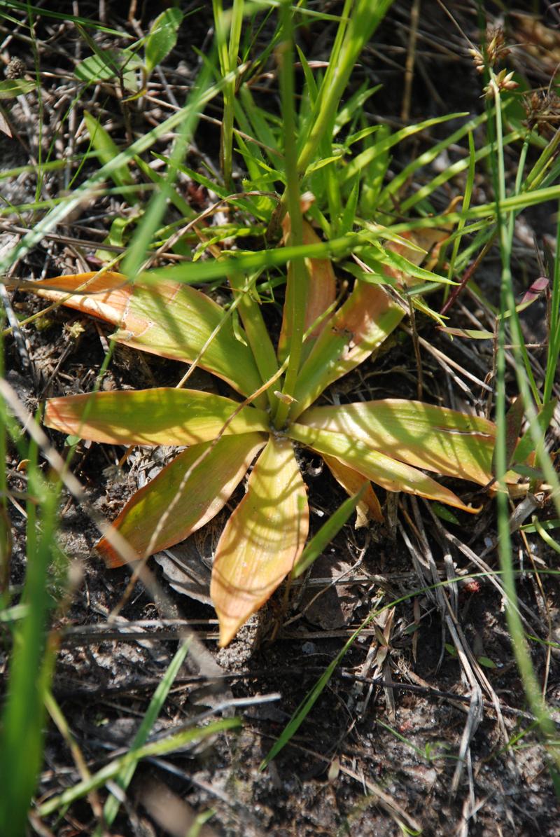 Nartheciaceae Image Gallery