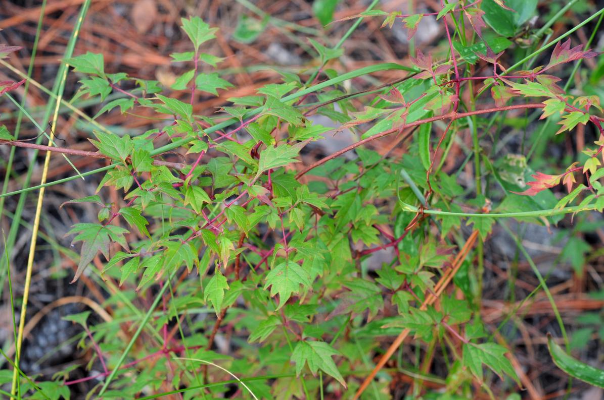 Vitaceae Image Gallery