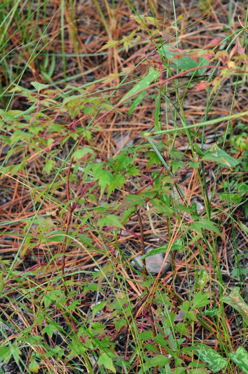 Vitaceae Image Gallery