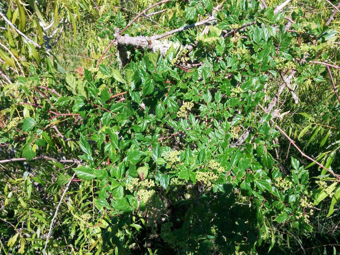 Vitaceae Image Gallery