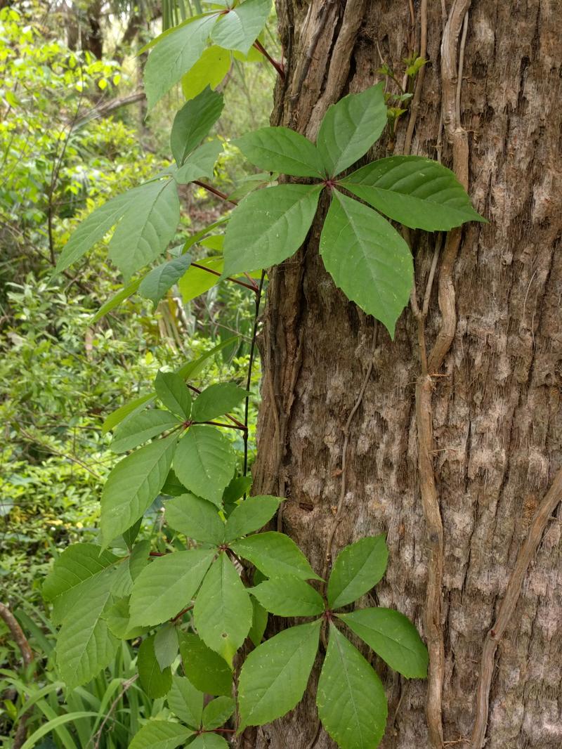 Vitaceae Image Gallery