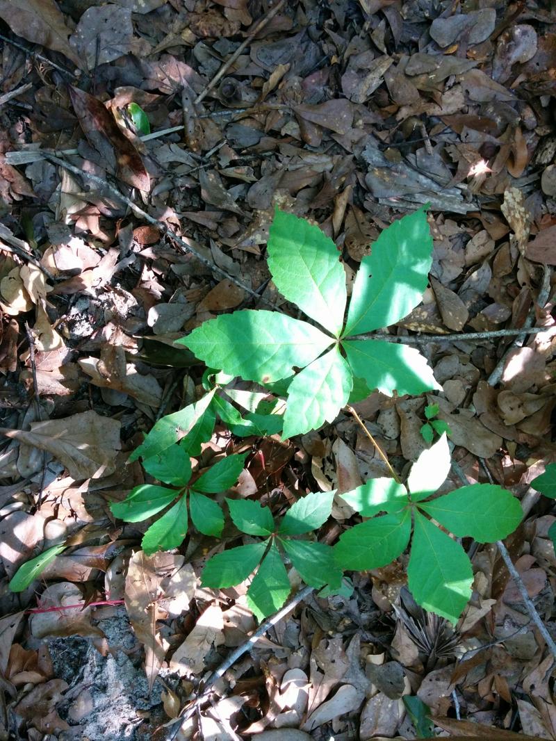 Vitaceae Image Gallery