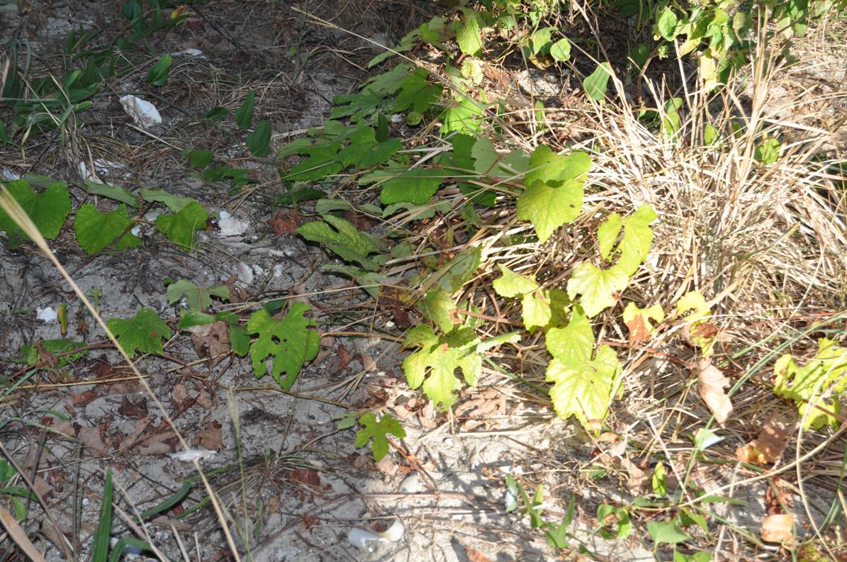 Vitaceae Image Gallery