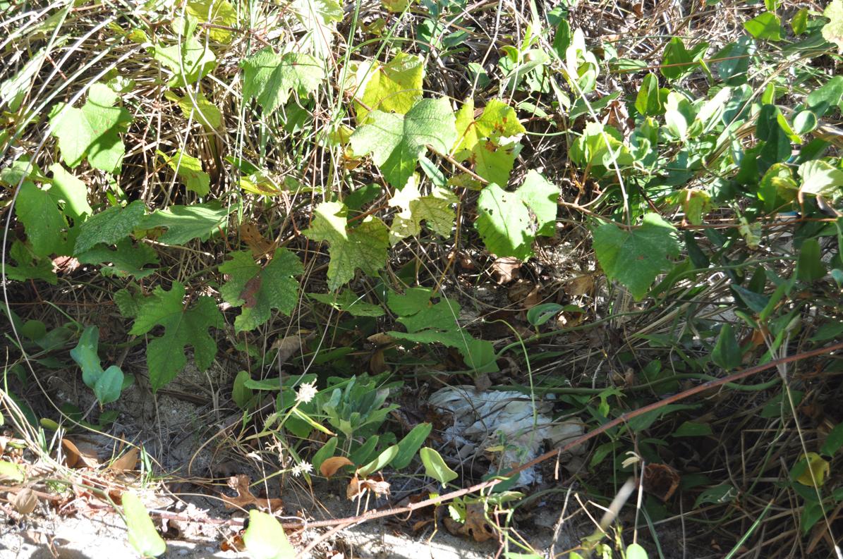 Vitaceae Image Gallery