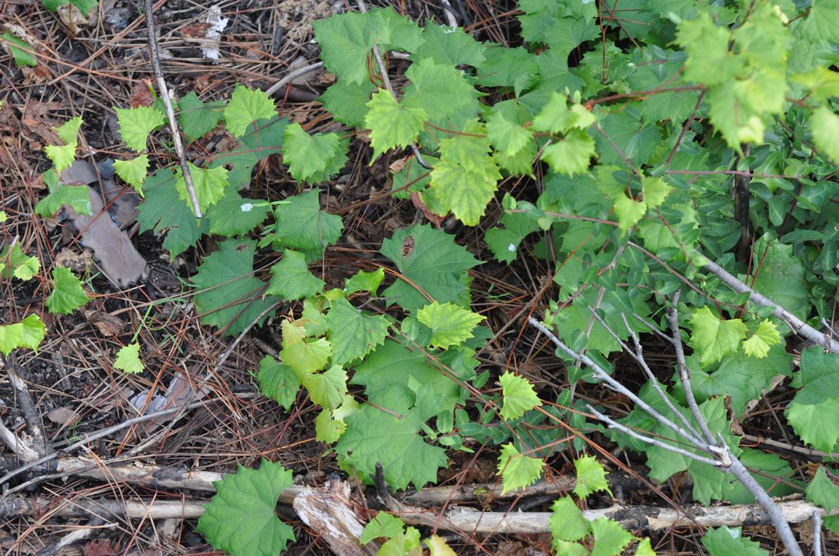 Vitaceae Image Gallery