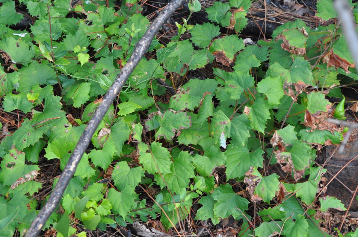 Vitaceae Image Gallery